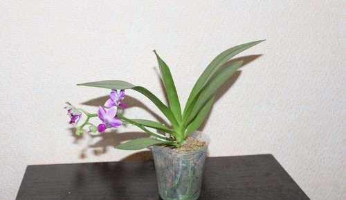 Орхидея фаленопсис азиатская
