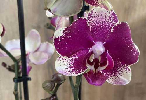 Орхидея фаленопсис ромбле