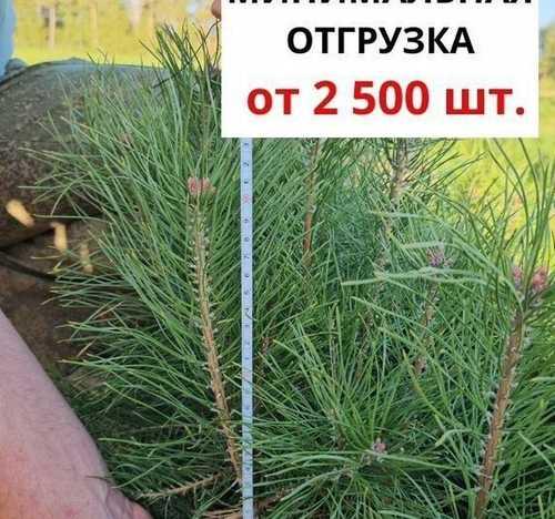 Ель Европейская окс Picea abies