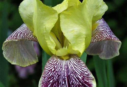 Ирисы - многолетние