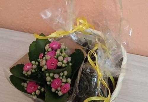 Чайный подарочный набор с цветком Каланхое