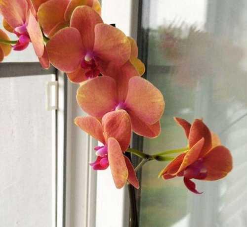 Орхидея фаленопсис Сурф Сонг