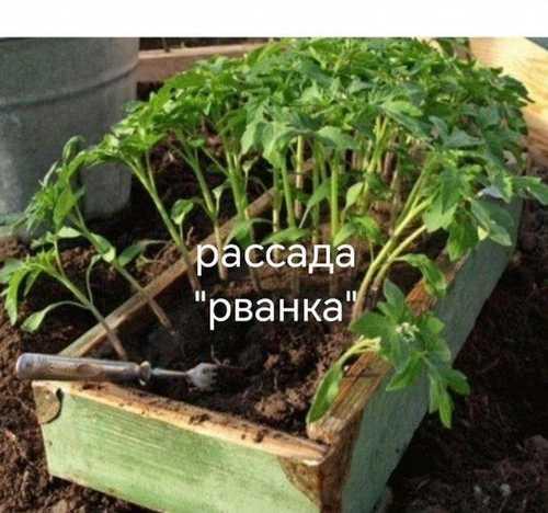 Рассада цветов.овощей