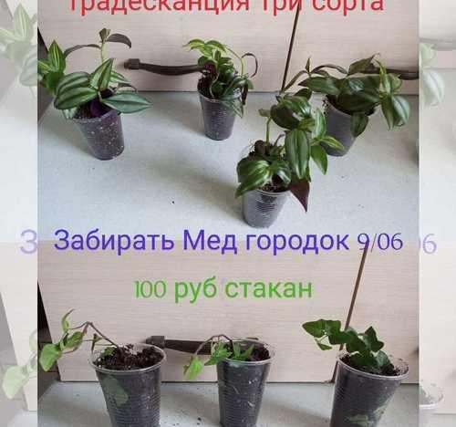 Комнатные цветы