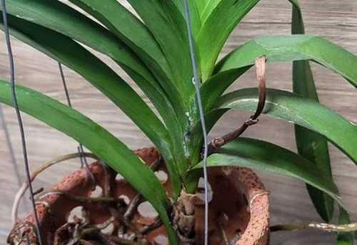 Орхидея ванда