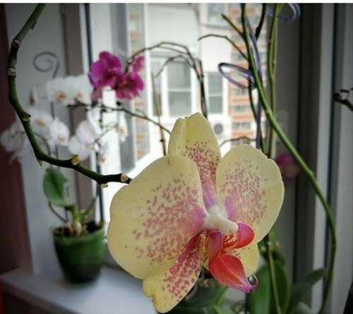 Орхидея фаленопсис желтая гигант