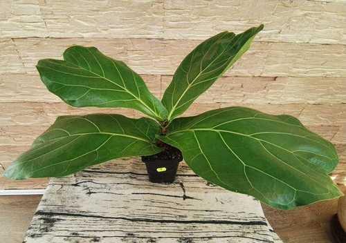 Фикус лирата (Ficus lyrata)
