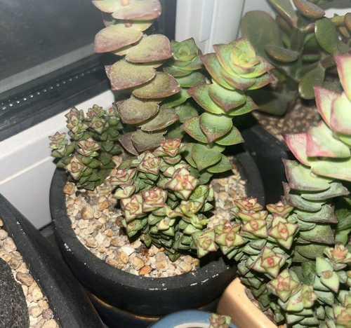 Крассула tom thumb (crassula суккуленты)