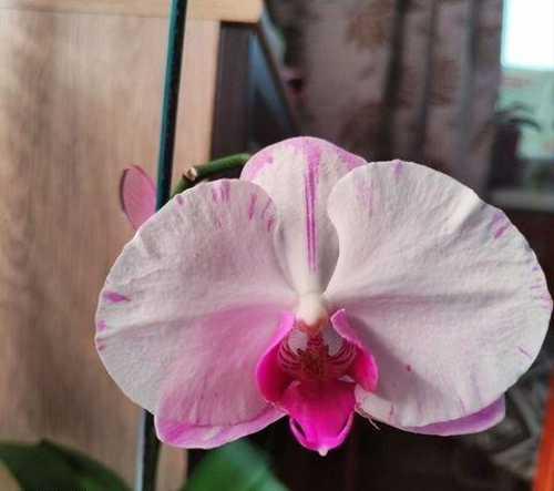 Орхидея фаленопсис " Yu- pin sweety"