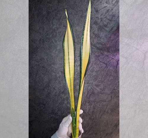 Сансевиерия Форескейт, Sansevieria Forescate