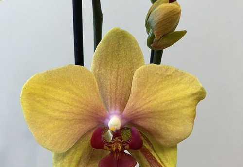 Орхидея фаленопсис - аля амаретто