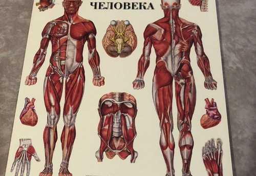 Атлас Анатомии человека