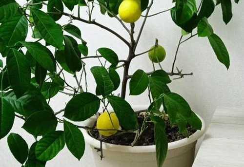 Комнатный привитый лимон сорт Павловский
