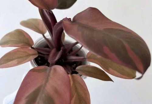 Philodendron Black Cardinal variegated (низ)