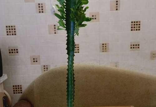 Молочай кактус трехгранный 45 см