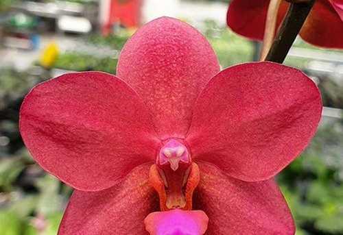 Орхидея Phal. Buddha's Treasure