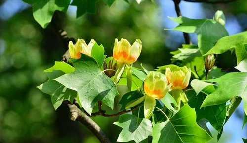 Лириоденрон Тюльпановый (тюльпанное дерево)