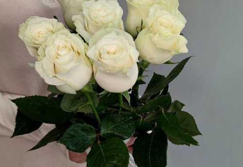 Розы белые 70 см букет