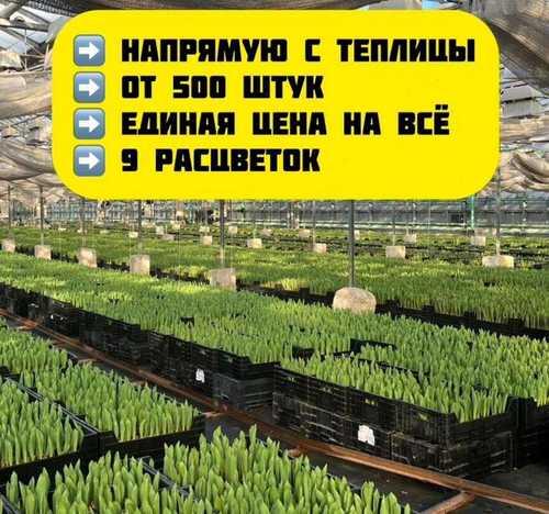 Тюльпаны к 8 марта оптом