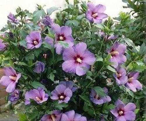 Гибискус садовый Фиолетовый