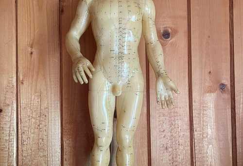 Манекен acupuncture