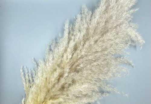 Кортадерия пампасная трава сухоцвет