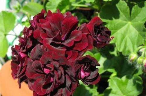 Пеларгония герань royal black rose