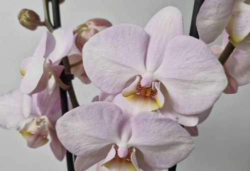 Орхидея на 2 цветоноса