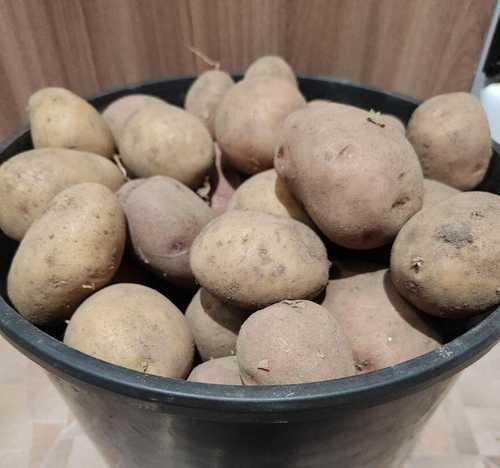 Продам картофель домашний