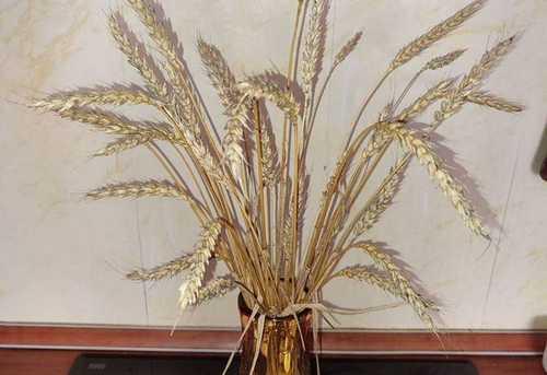 Сухоцветы букет колосья пшеницы ваза
