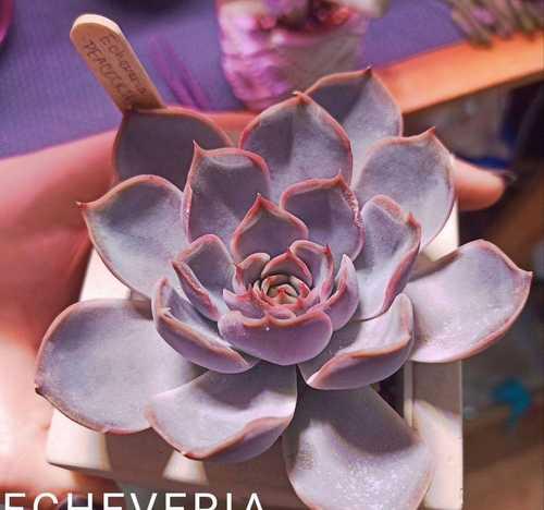 Echeveria Peacockii Эчеверия, эхеверия (детки)
