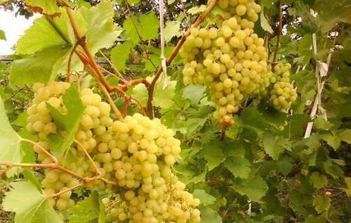 Саженцы винограда сорта "Алешенькин"