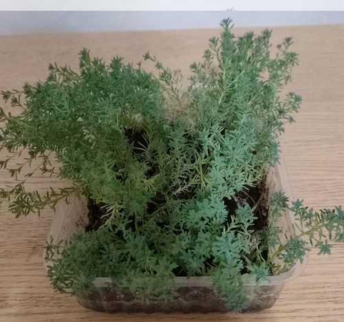 Очиток Sedum