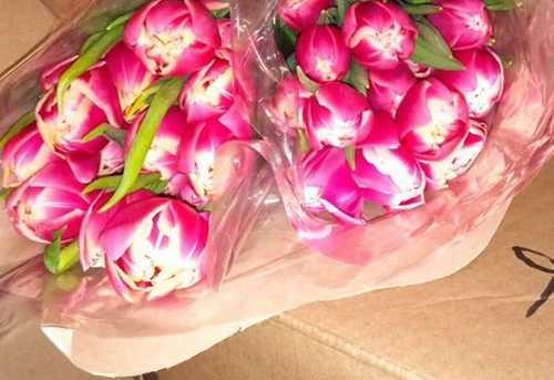 Тюльпаны свежие оптом
