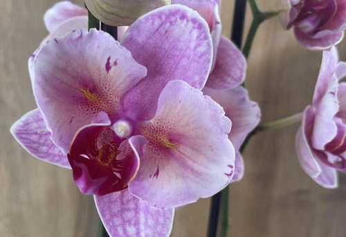Орхидея фаленопсис Мариллион бабочка