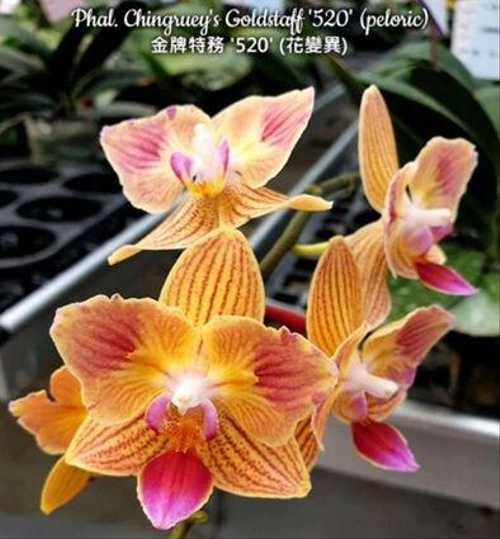 Орхидея бабочка