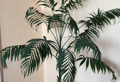 Взрослая пальма