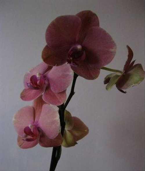 Орхидея фаленопсис Сурфсонг, Попугай