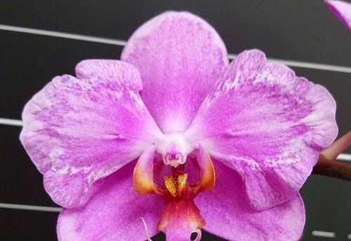 Орхидея Phal. Jiuhbao Pink Lady '485' (peloric)