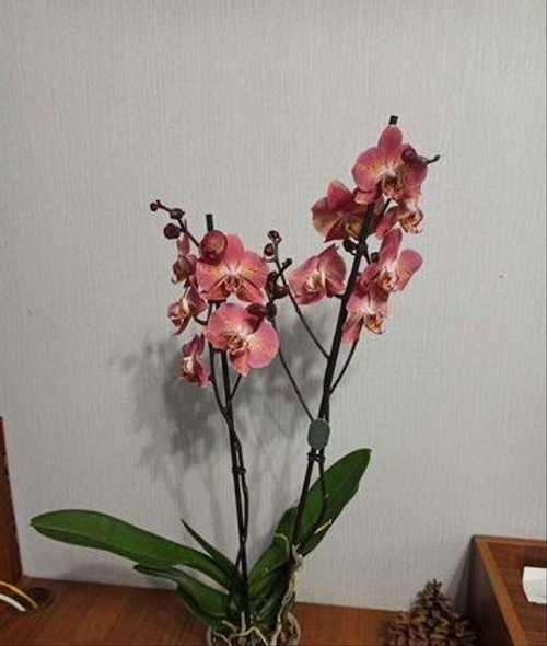 Орхидея фаленопсис Dragon Heart, 2 ствола