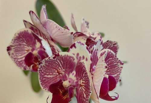 Орхидея фаленопсис бабочка Madonna