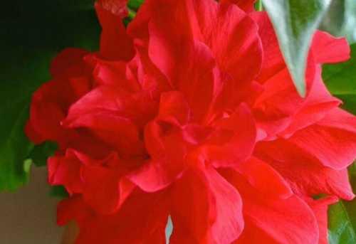 Гибискус Китайская роза махровая