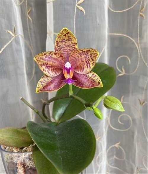 Орхидея фаленопсис Mituo