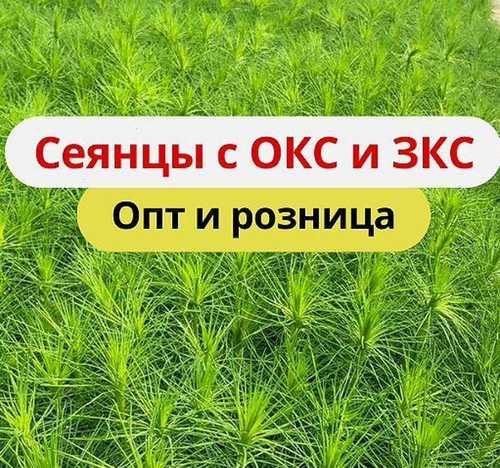 Саженцы ели зкс опт