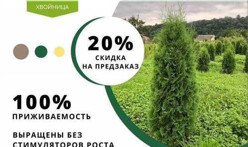 Туя вип качества Смарагд