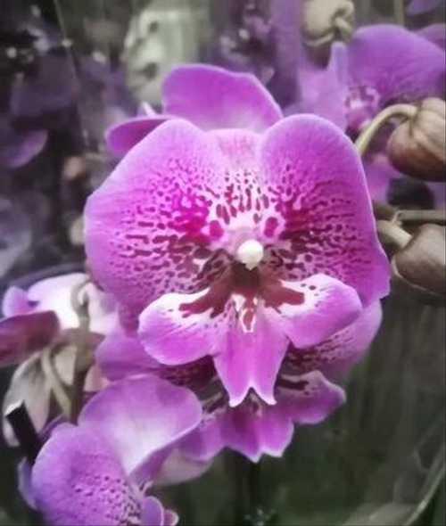 Фаленопсис биг лип Мириам орхидея