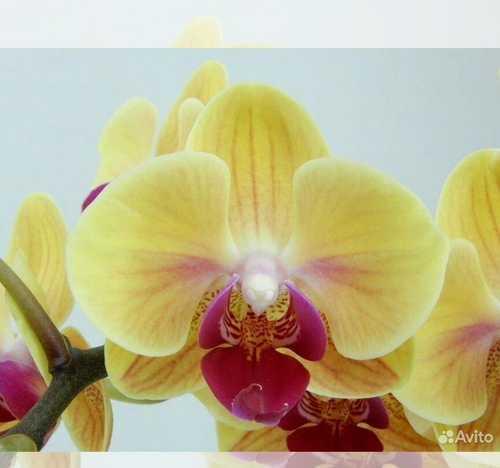 Орхидея Phal. YH0007 Sweety