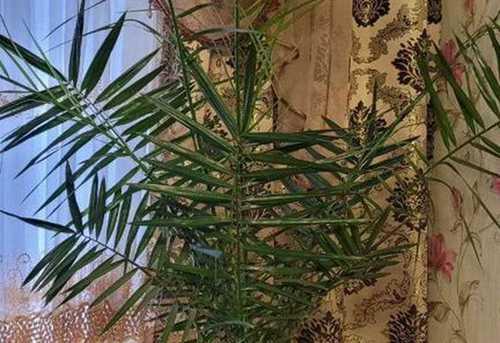 Декоративная Финиковая пальма