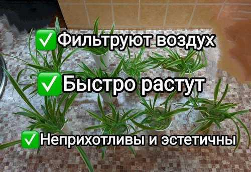 Хлорофитум хохлатый вариегатум