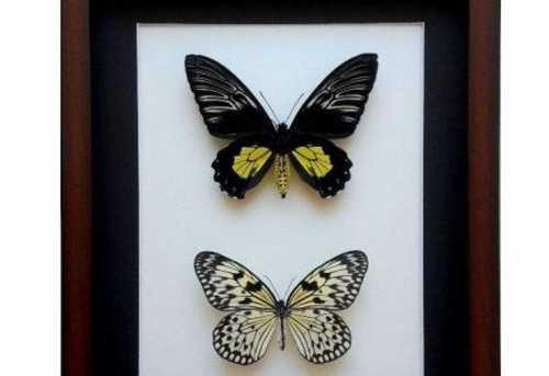 Картина с бабочками для вашего интерьера